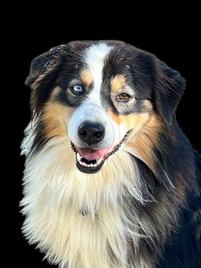 femelles-elevage-des-joyaux-de-luna-eleveur-de-chiens-berger-australien